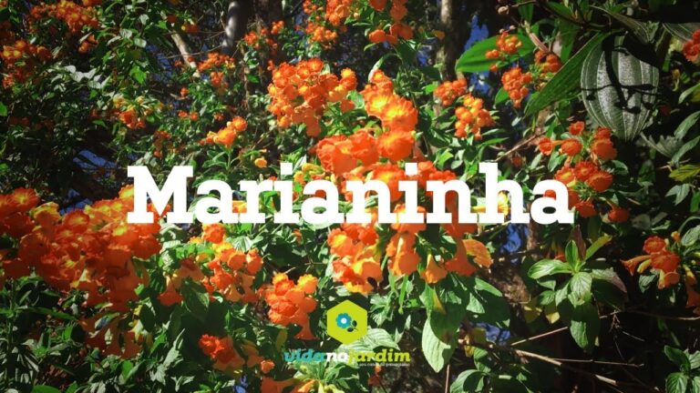 Planta Mariana: Guia Completo para Cultivo e Cuidados | Actualizado ...