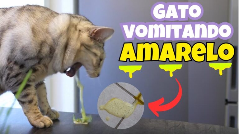 Vômito de Gato Amarelo: Causas e Tratamentos | Actualizado octubre 2025