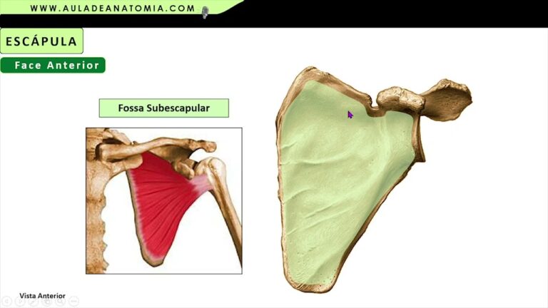 Incisura da Escápula: Função e Importância Anatômica | Actualizado ...