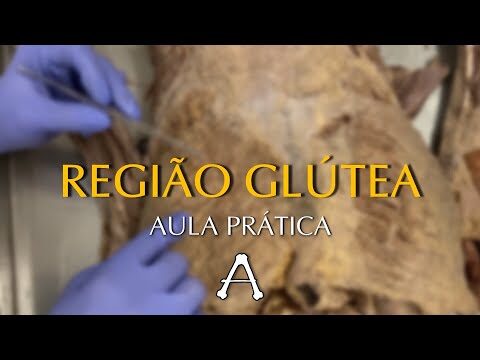 Anatomia da Região Glútea: Uma Visão Geral | Actualizado mayo 2026
