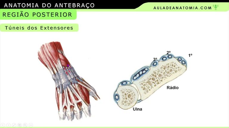 Anatomia e Função do Retináculo dos Extensões: Uma Revisão ...