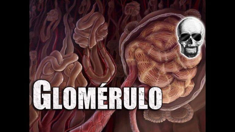 Entenda o Glomérulo: Função e Importância no Corpo Humano | Actualizado ...