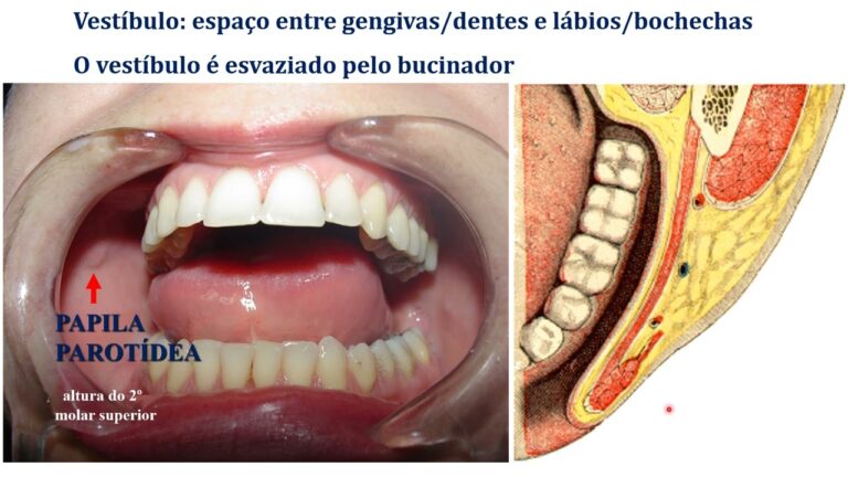 Papila Parotídea: Função e Patologias Associadas | Actualizado ...