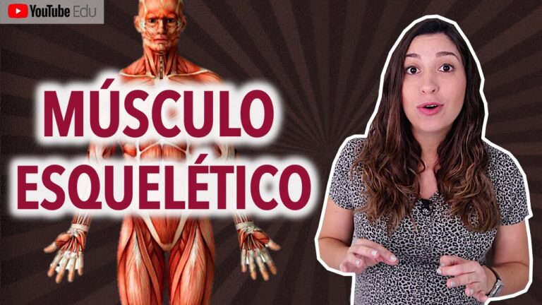 Anatomia e Função do Músculo Fusiforme | Actualizado enero 2026