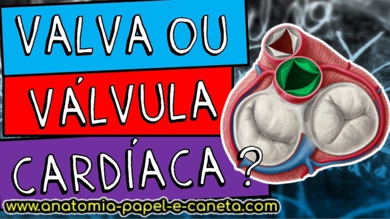 Valva Mitral e Tricúspide: Funções e Importância na Circulação Cardíaca ...