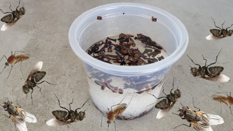 Significado e Causas da Presença Excessiva de Moscas em Casa ...