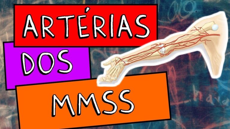Arterias dos Membros Superiores: Anatomia e Função | Actualizado ...