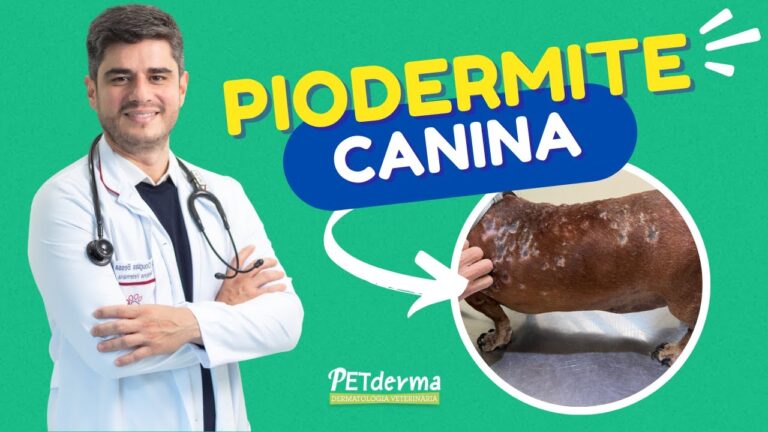 Entendendo a Piodermite: Imagens e Tratamentos Eficazes | Actualizado ...