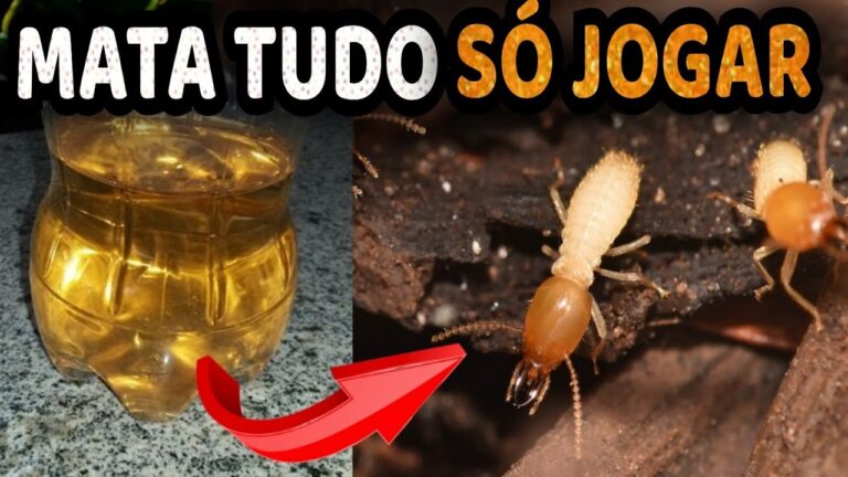 Baygon: Solução Eficaz para Combater Cupins | Actualizado diciembre 2025